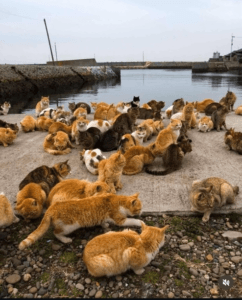 Aoshima, Japan: The Enchanting Realm of “Cat Island”